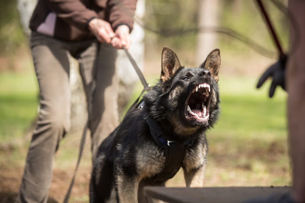 Prior Dog Bite History Florida: How It Affects Your Injury Claim